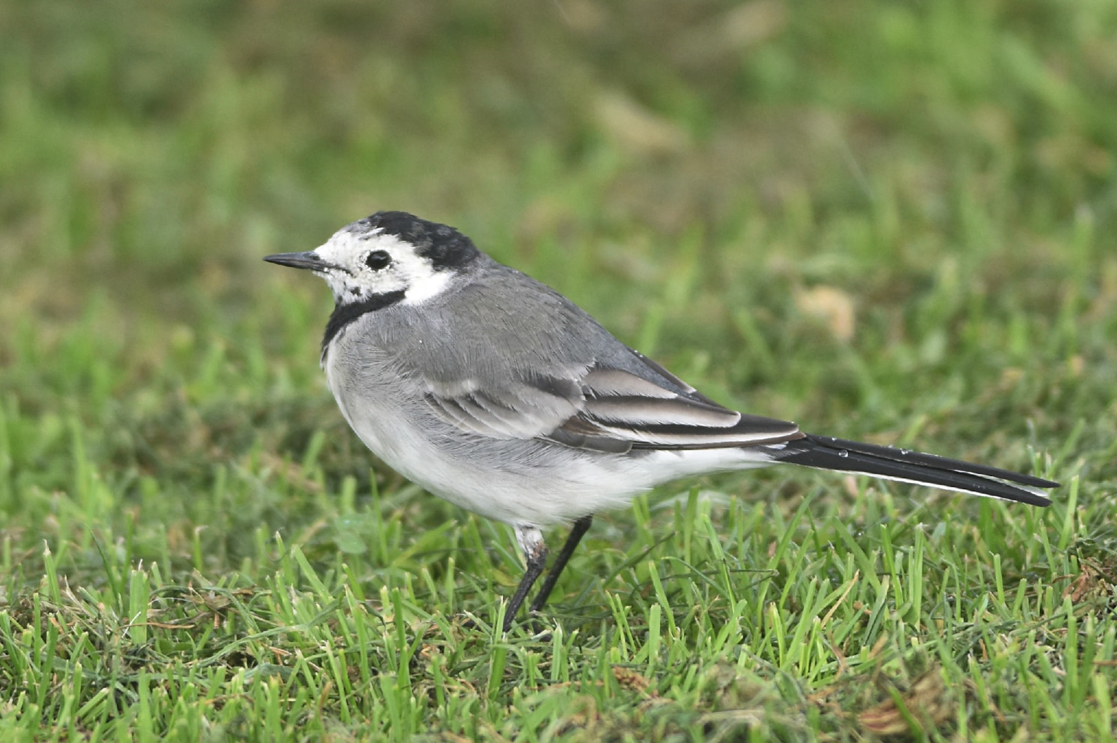 White Wagtail by Andy Hood - BirdGuides