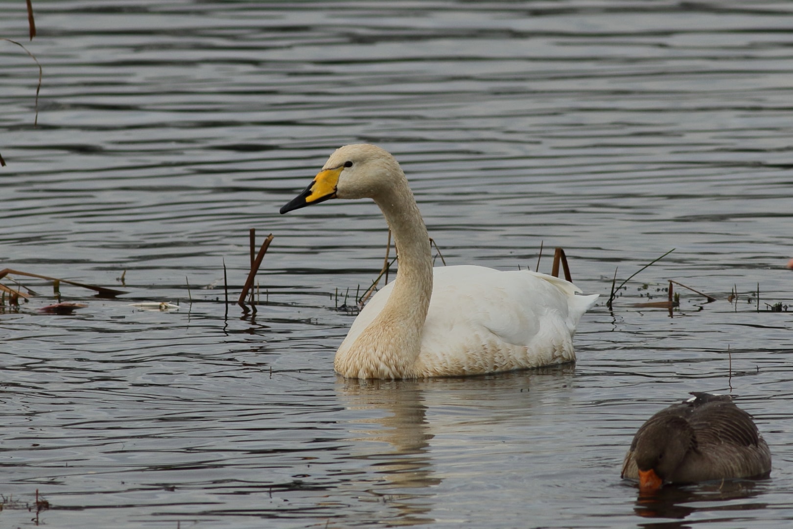 Whooper Swan by Adrian Hardy - BirdGuides