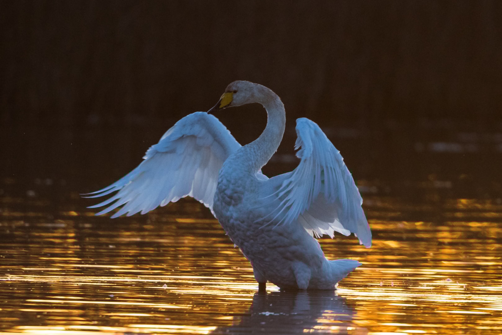 Whooper Swan by Jim Mountain - BirdGuides