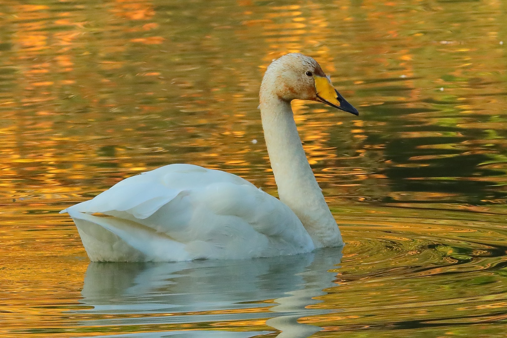 Whooper Swan by Mike Trew - BirdGuides