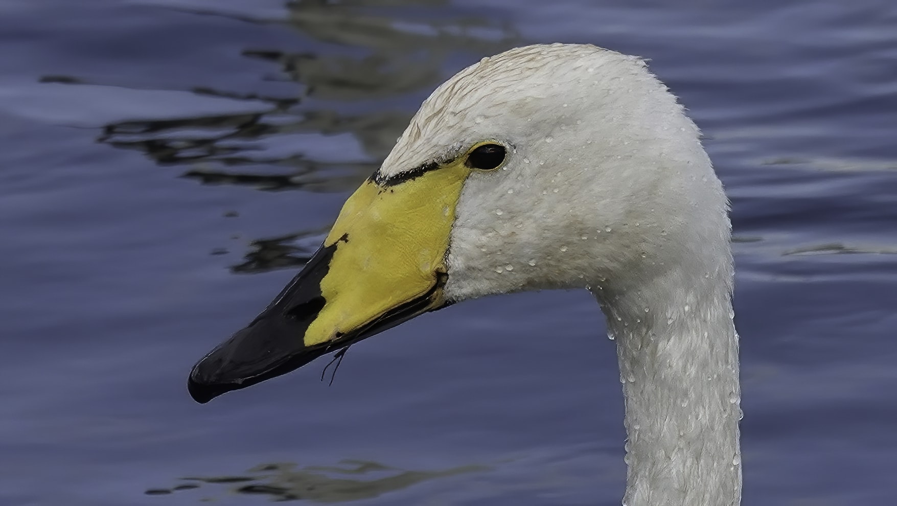Whooper Swan by Mike Gibbons - BirdGuides