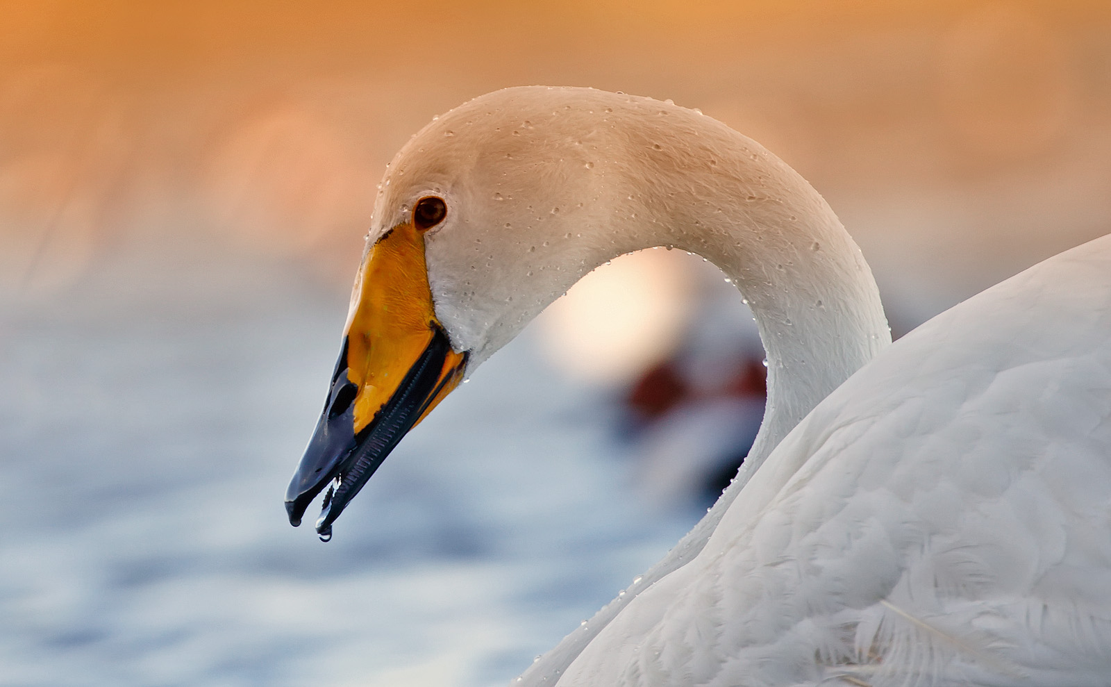 Irish Whooper Swan population at all-time high - BirdGuides