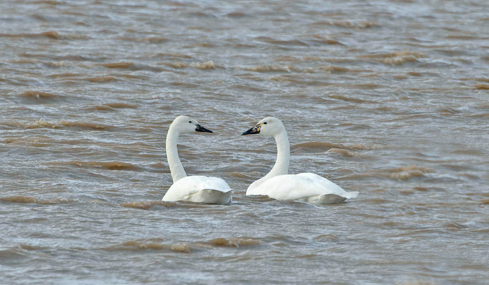 Whooper Swan by John Hewitt - BirdGuides