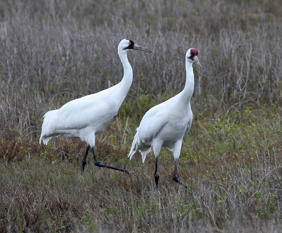 From 14 birds to 557: Whooping Cranes reach record numbers in 2025 ...