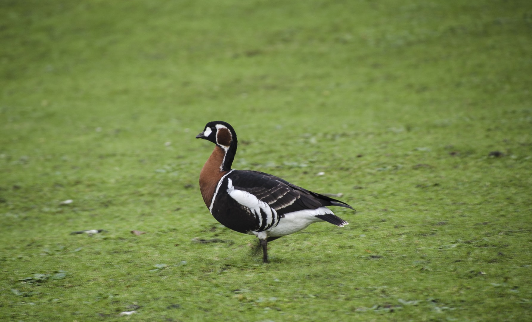 Red-breasted Goose by Brian Scott - BirdGuides