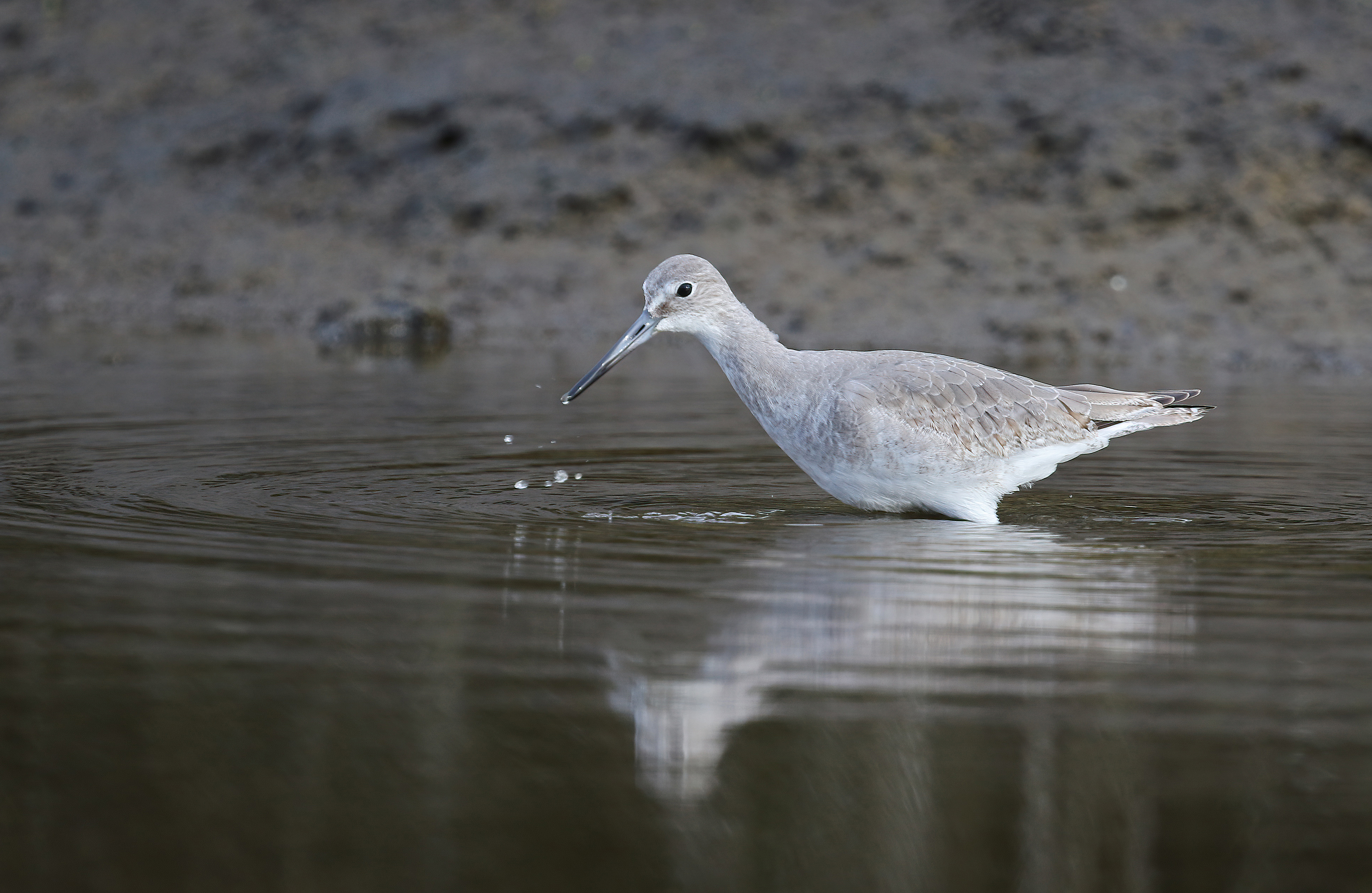 Western Willet by Simon Buckell - BirdGuides