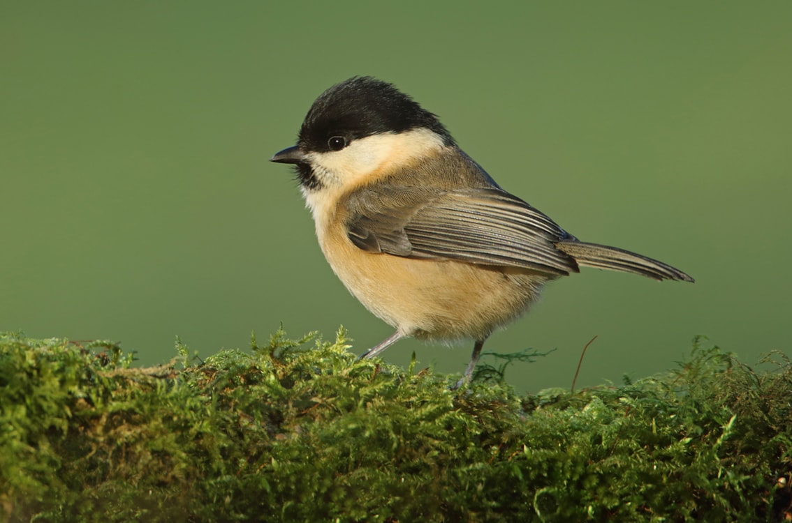 Willow Tit by John Dickenson - BirdGuides