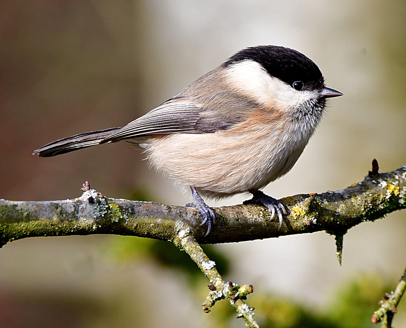 Willow Tit by Michael Neate - BirdGuides