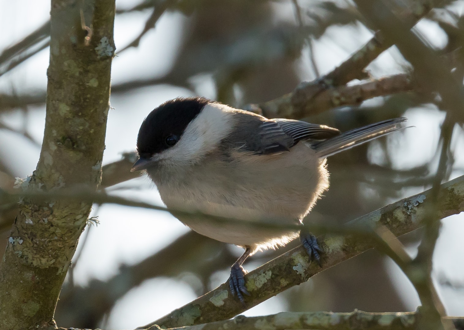Willow Tit by Dave Grant - BirdGuides