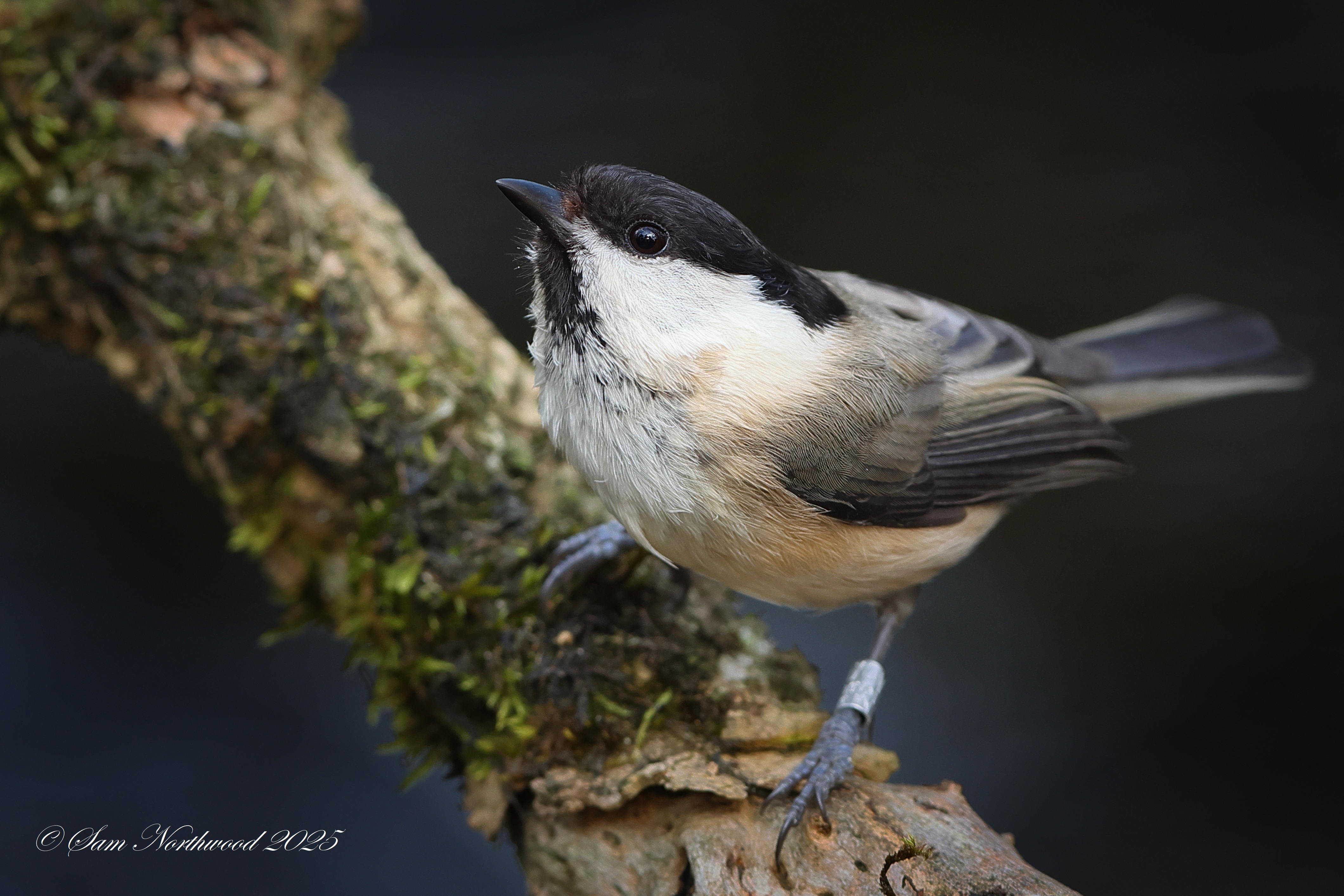 Willow Tit by Sam Northwood - BirdGuides