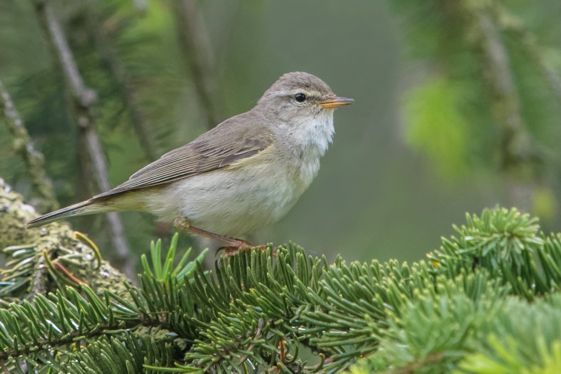 Willow Warbler by Tim Melling - BirdGuides