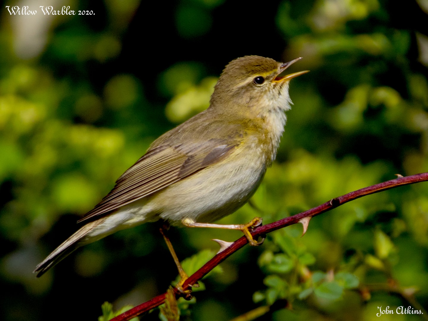 Willow Warbler by John Atkins - BirdGuides