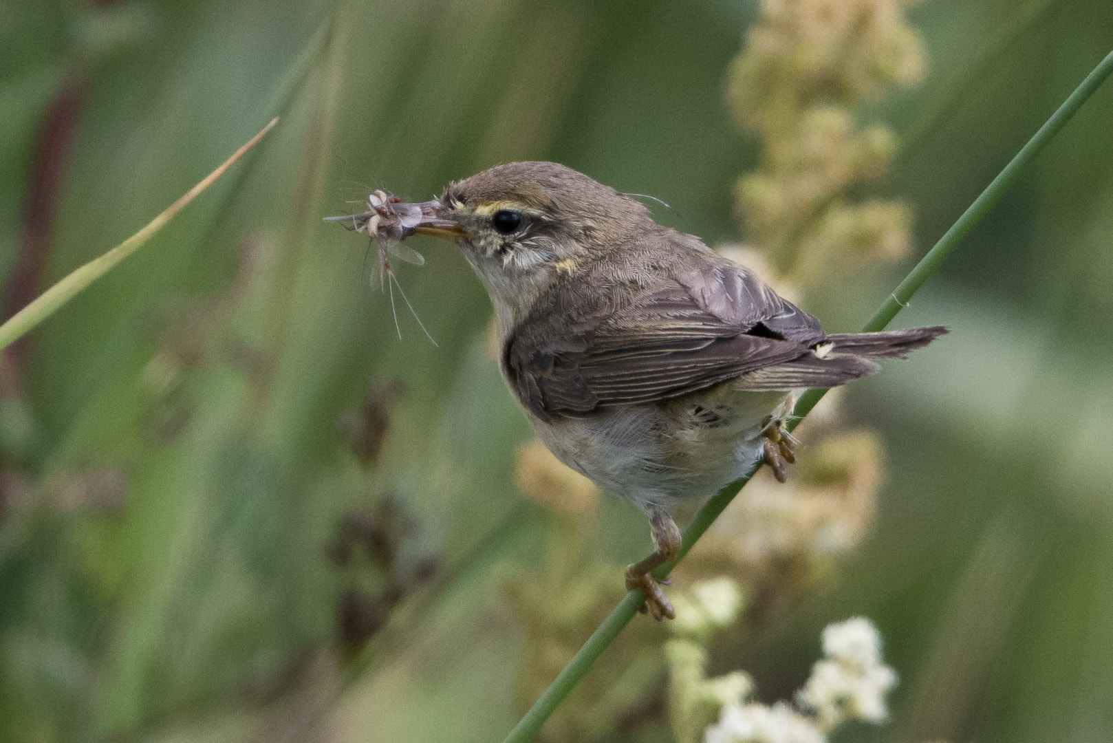 Willow Warbler by Jim Mountain - BirdGuides