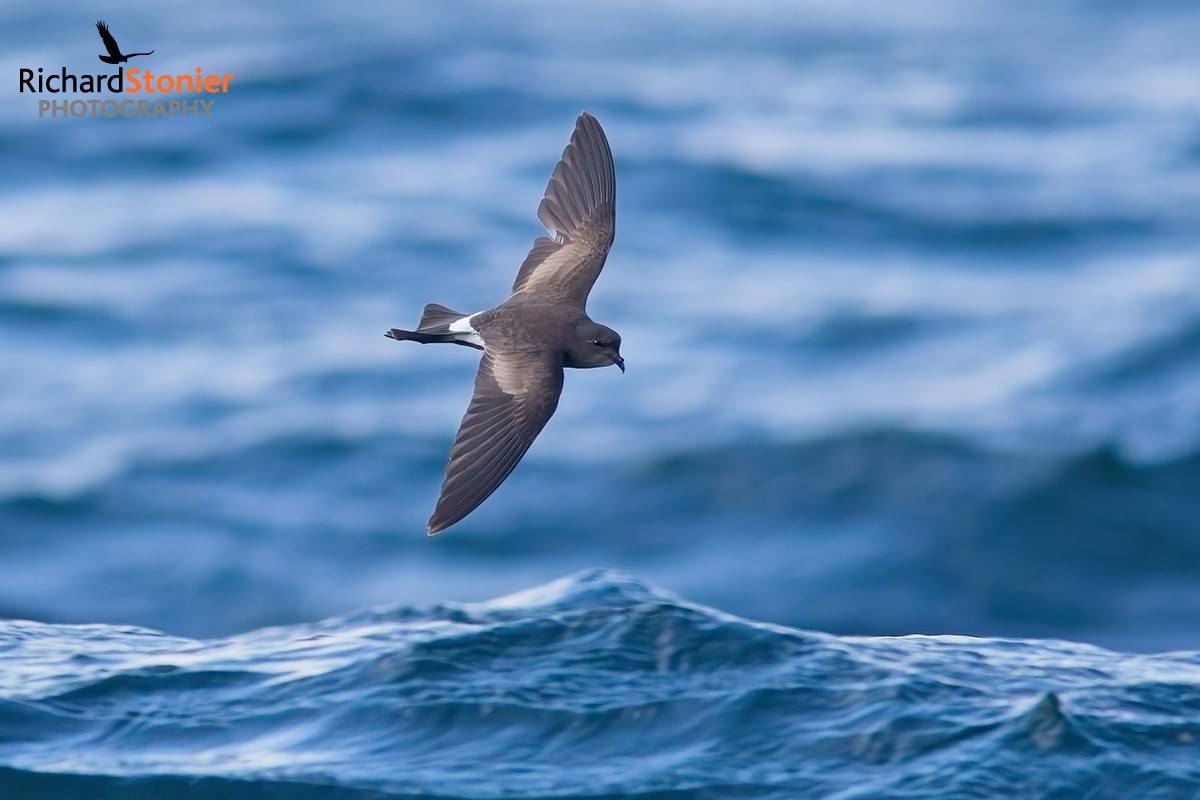 Wilson's Storm Petrel by Richard Stonier - BirdGuides