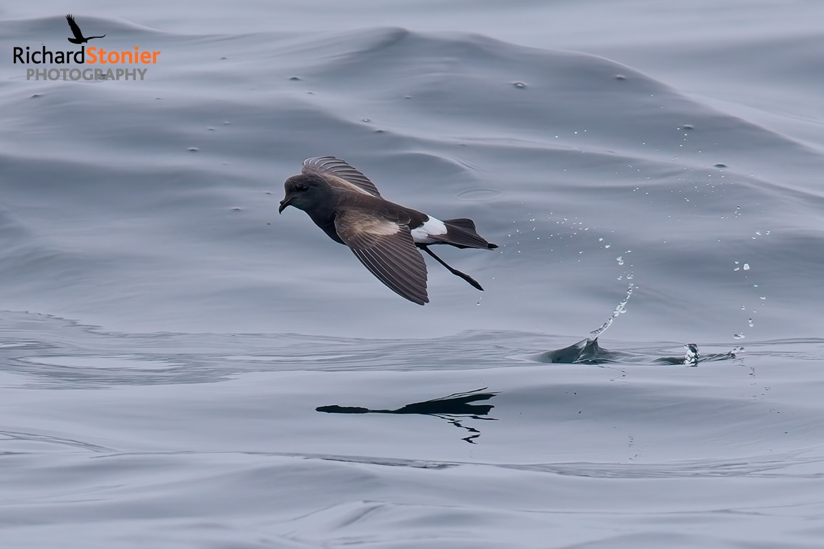Wilson's Storm Petrel by Richard Stonier - BirdGuides