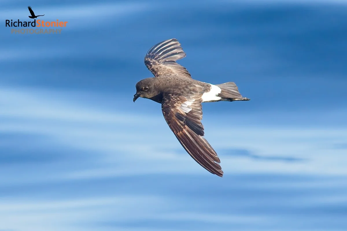 Sighting Report - BirdGuides