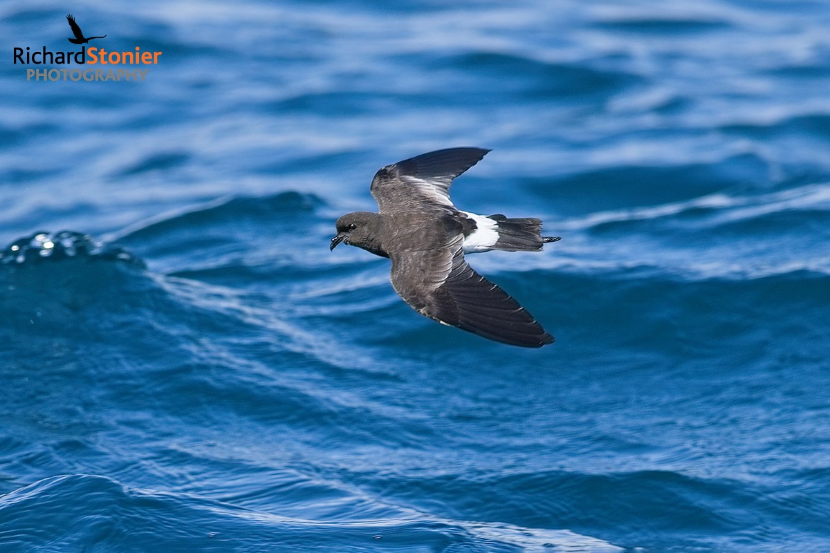 Wilson's Storm Petrel by Richard Stonier - BirdGuides