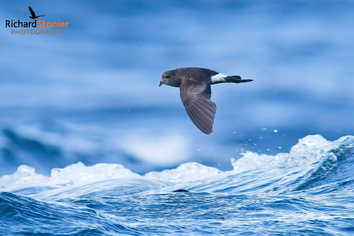 Sighting Report - BirdGuides