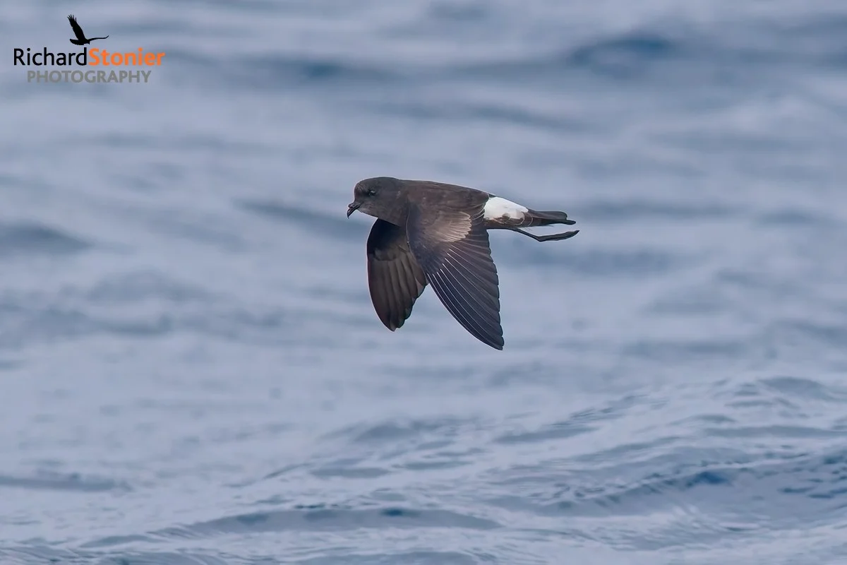 Sighting Report - BirdGuides