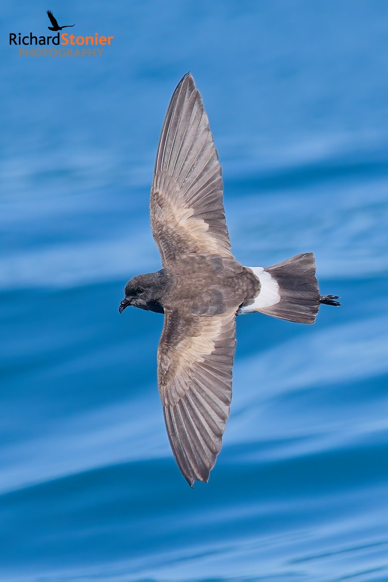 Wilson's Storm Petrel by Richard Stonier - BirdGuides