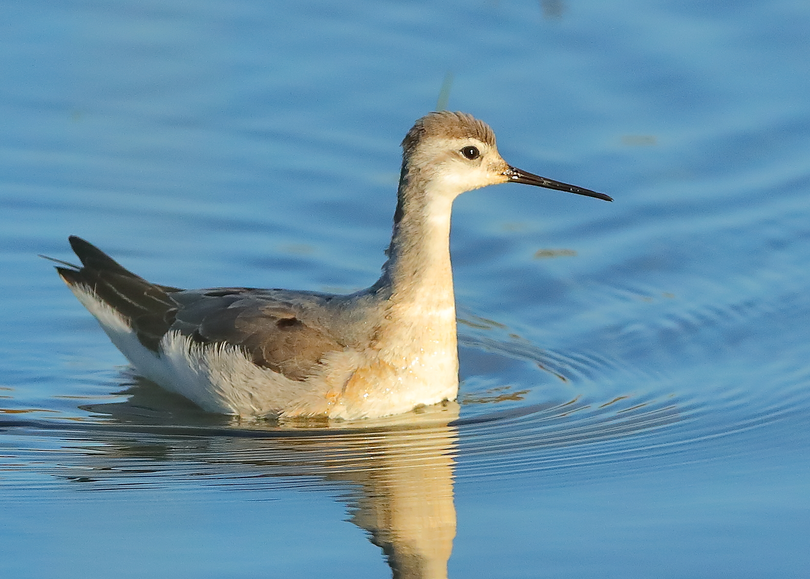 Wilson's Phalarope by Mike Trew - BirdGuides