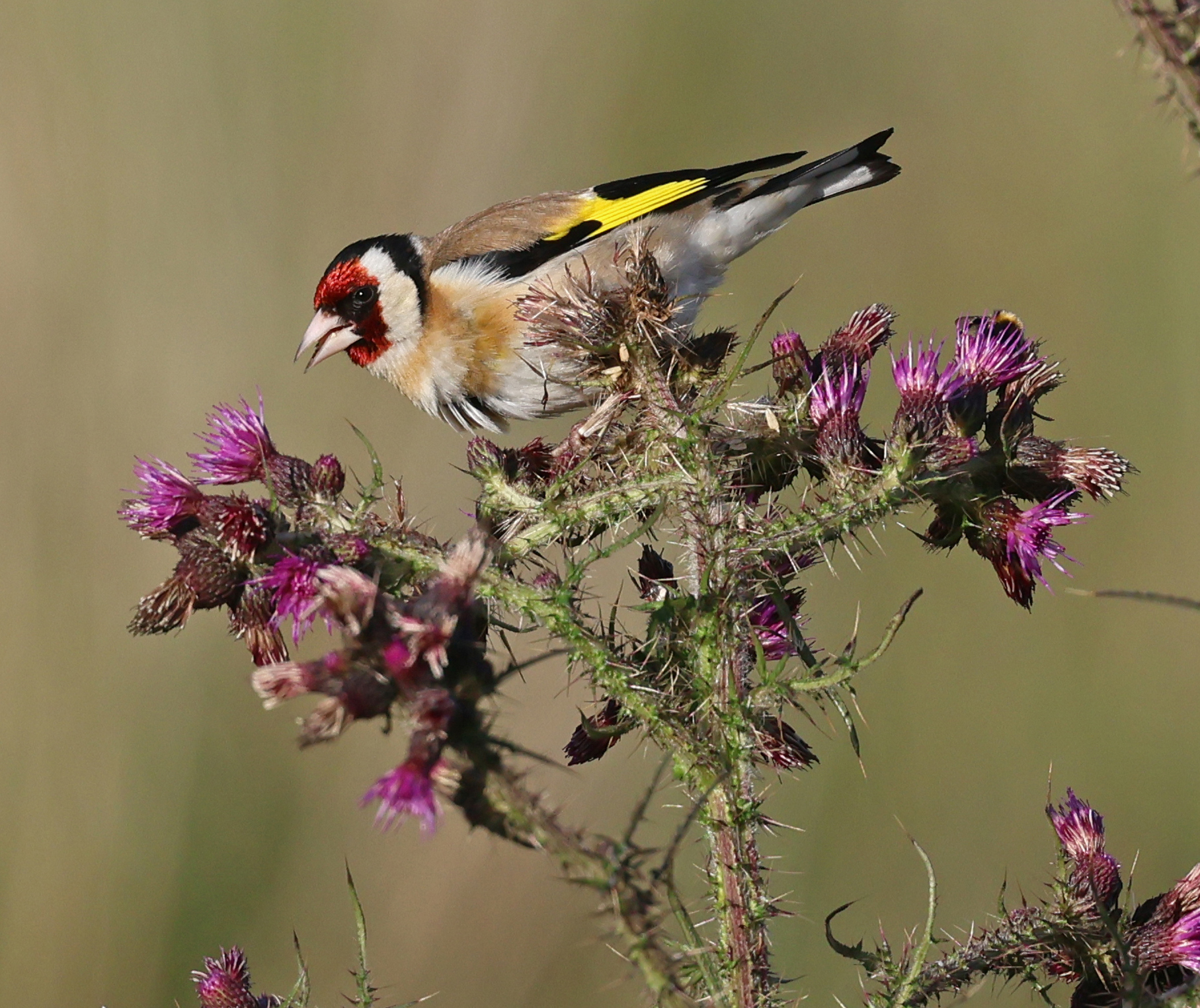 Goldfinch by Paul Bateson - BirdGuides