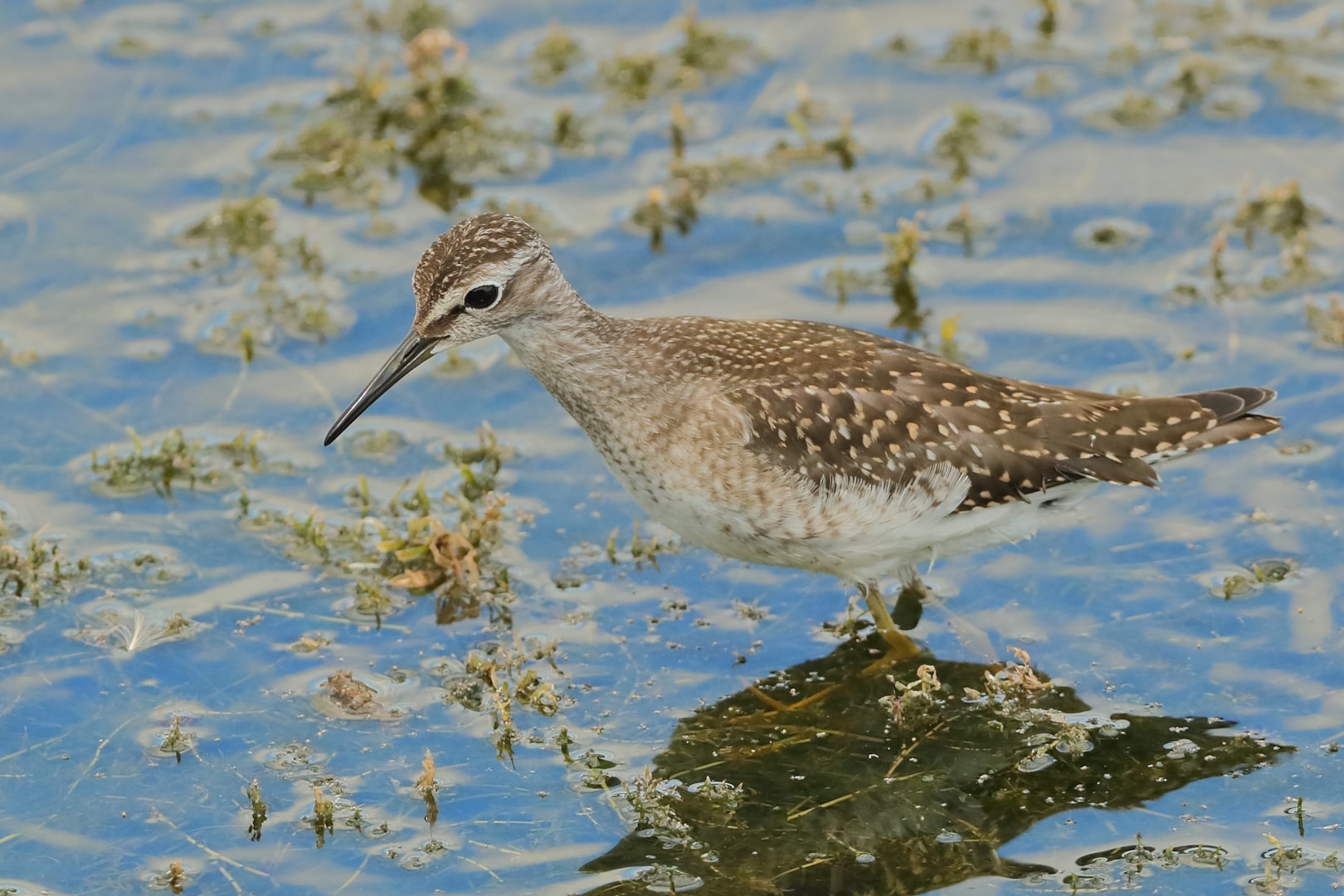 Wood Sandpiper by Mike Trew - BirdGuides