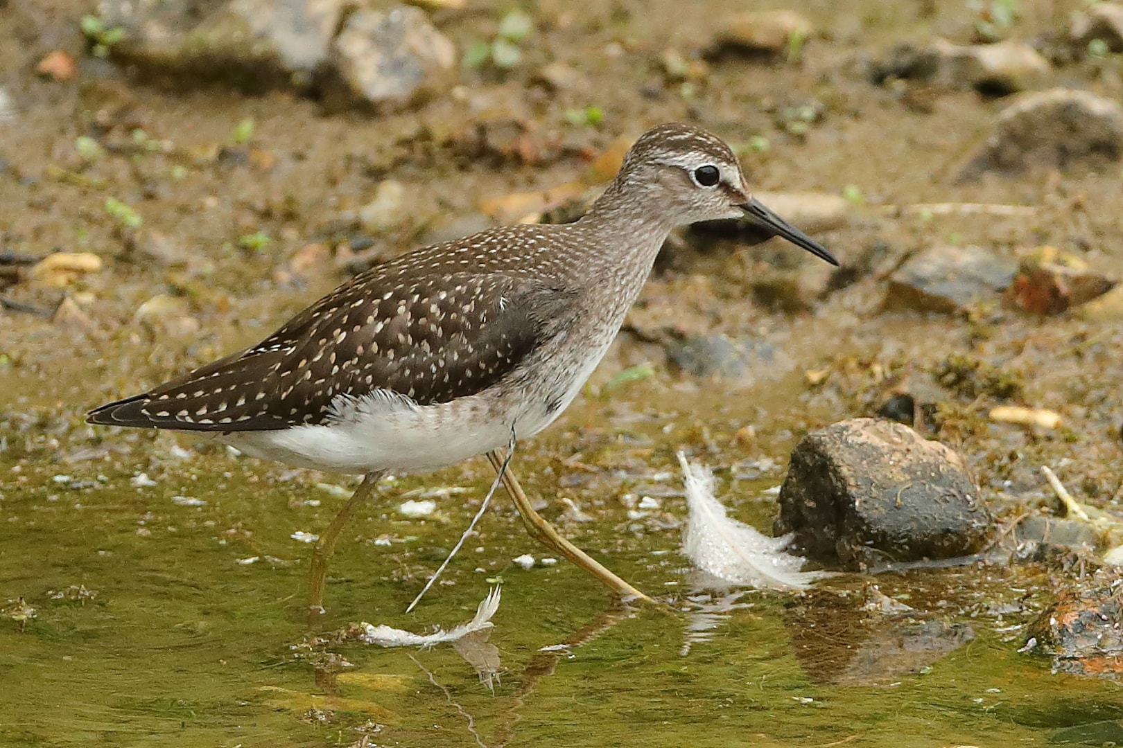 Wood Sandpiper by Mike Trew - BirdGuides