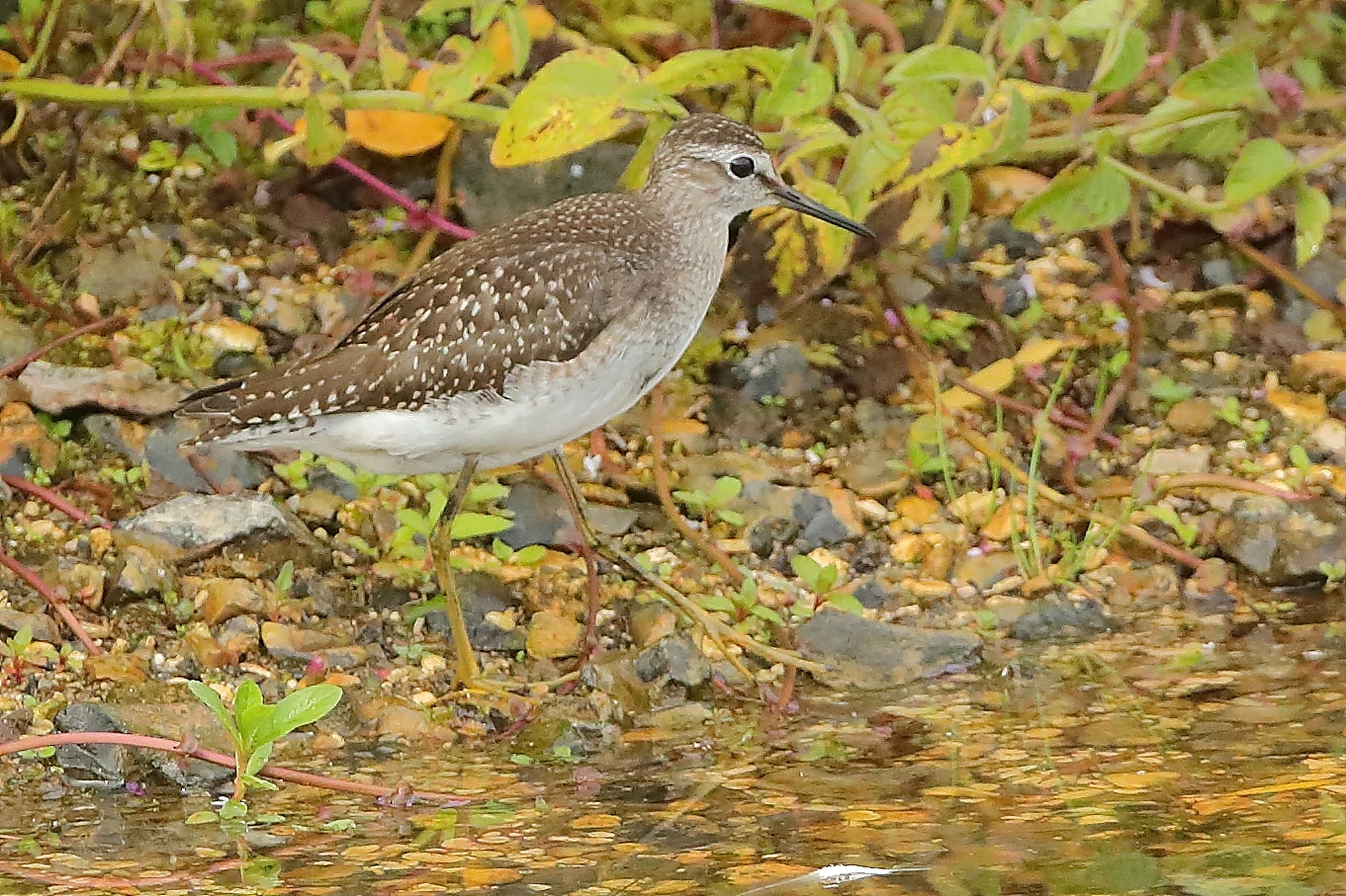 Wood Sandpiper by Mike Trew - BirdGuides