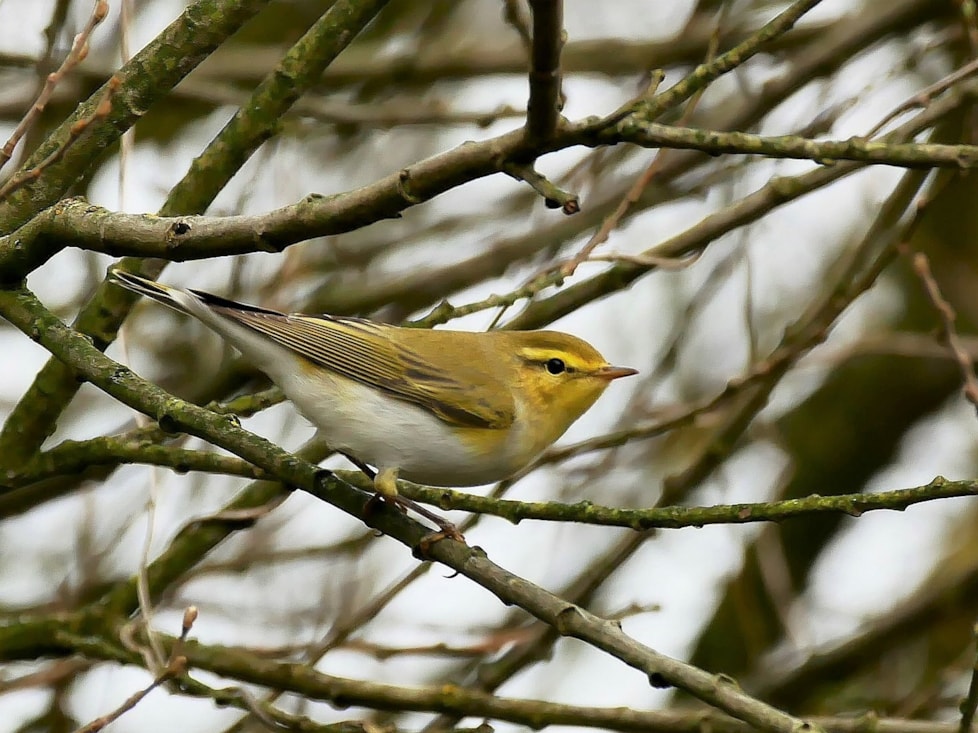 Wood Warbler by Allan conlin - BirdGuides