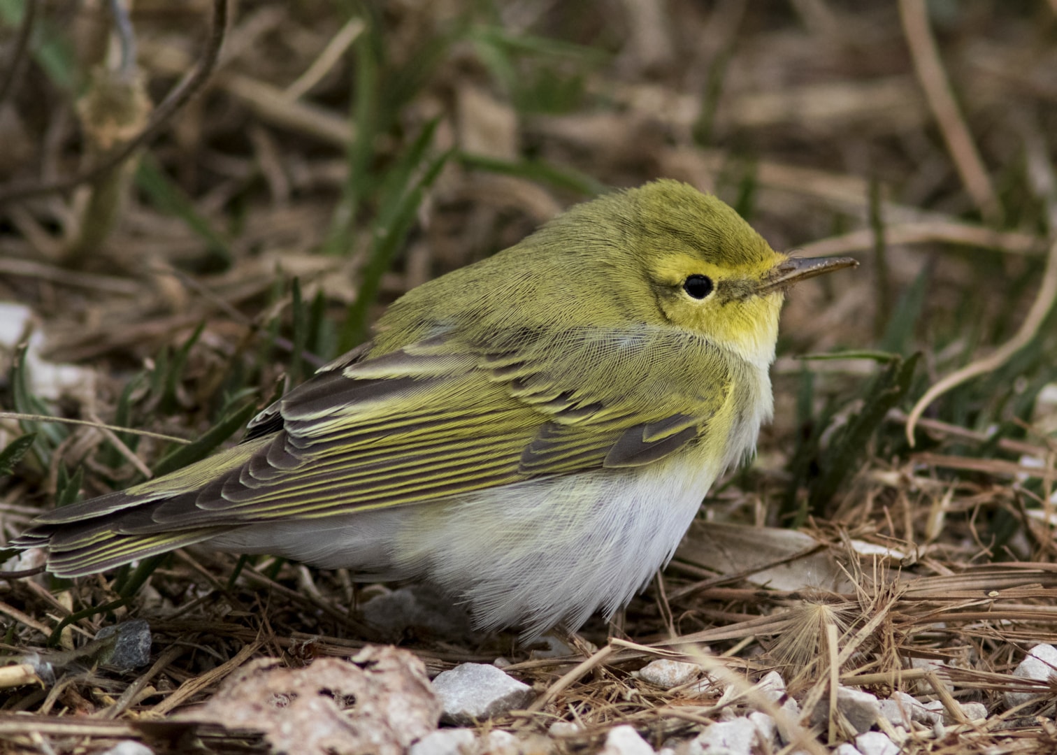 Wood Warbler by Sean Ronayne - BirdGuides
