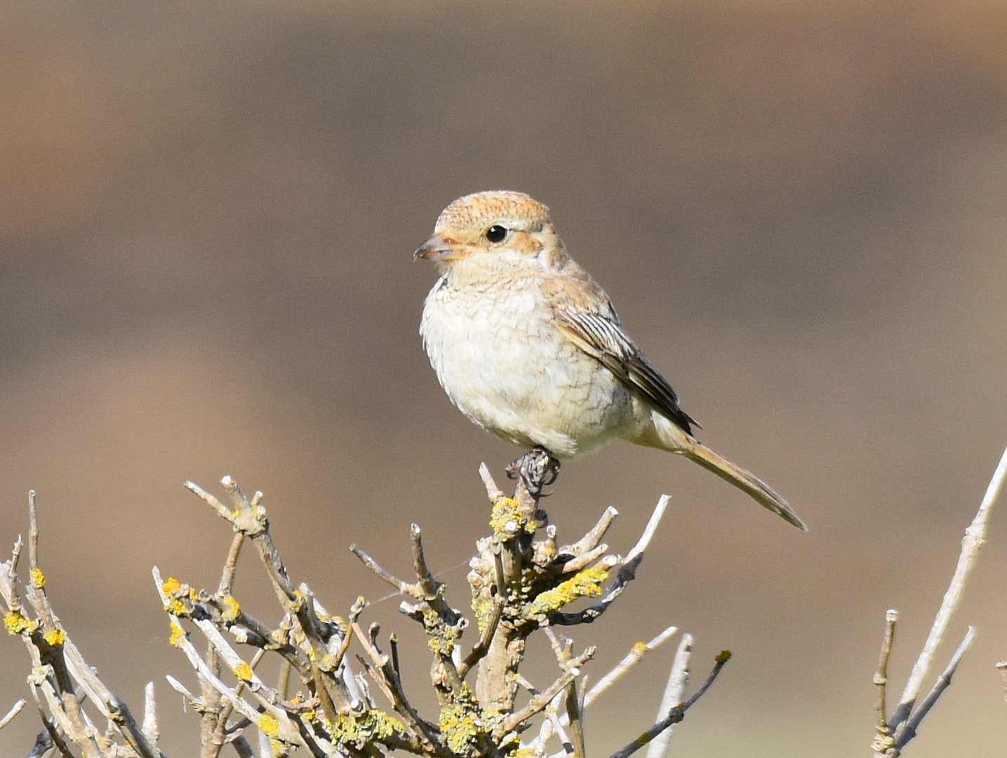 Woodchat Shrike by Lukasz Pulawski - BirdGuides
