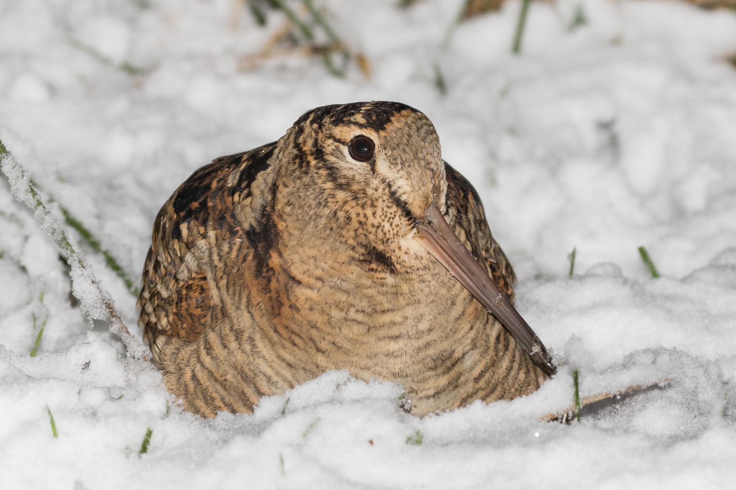 Eurasian Woodcock by Jack Morris - BirdGuides