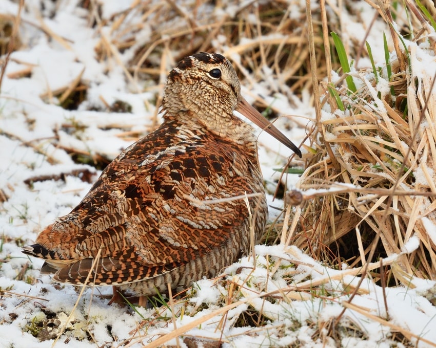 Eurasian Woodcock by Tom Hines - BirdGuides