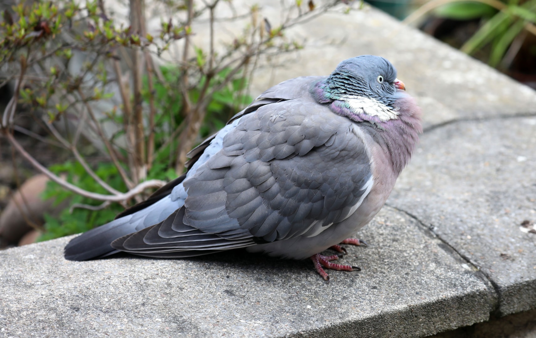 Woodpigeon by PETER MILES - BirdGuides