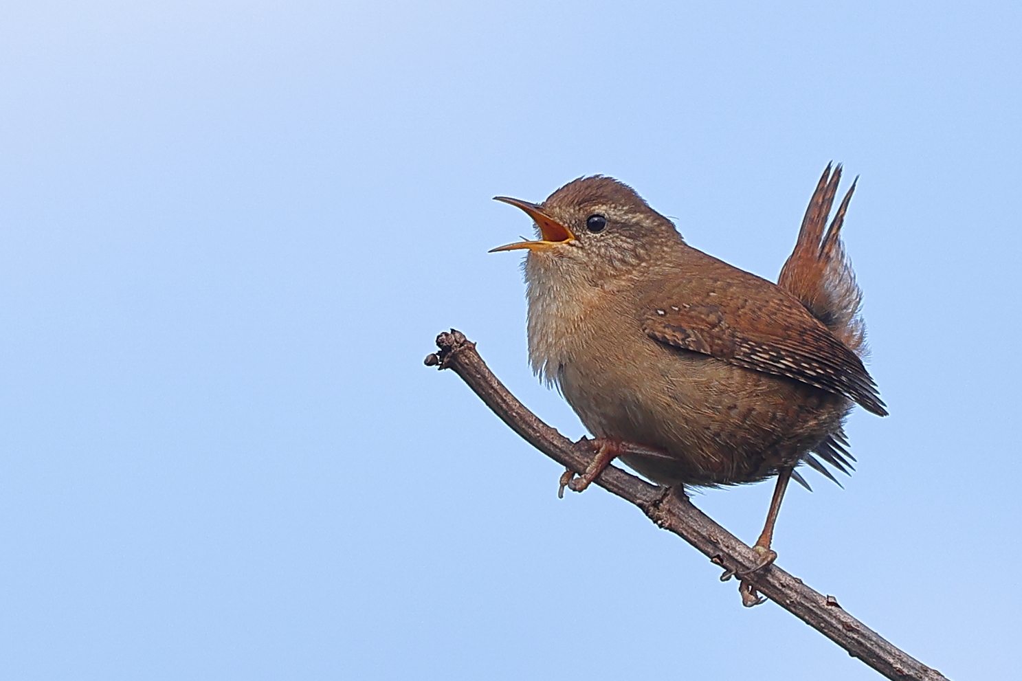 Eurasian Wren by Richard Allan - BirdGuides