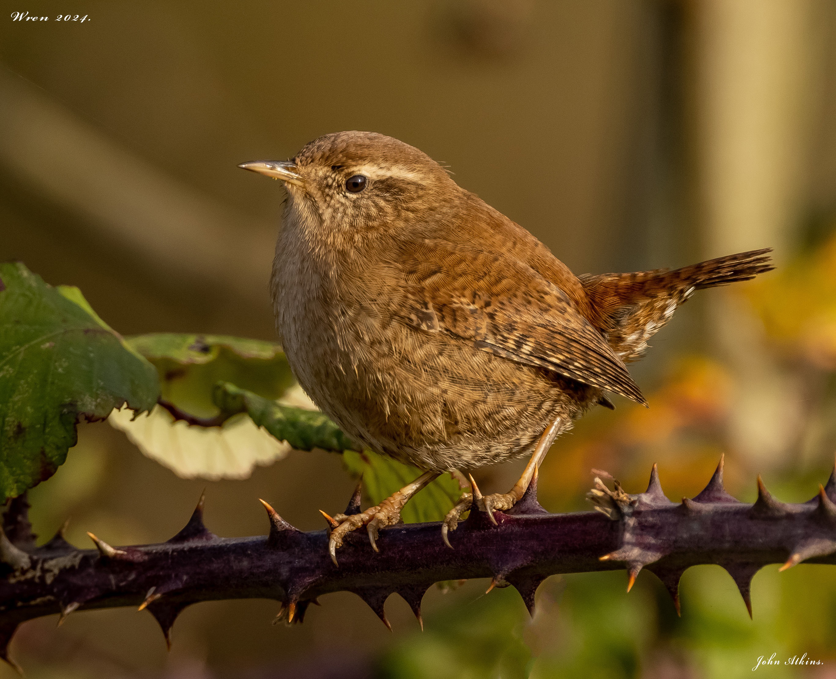 Eurasian Wren by John Atkins - BirdGuides
