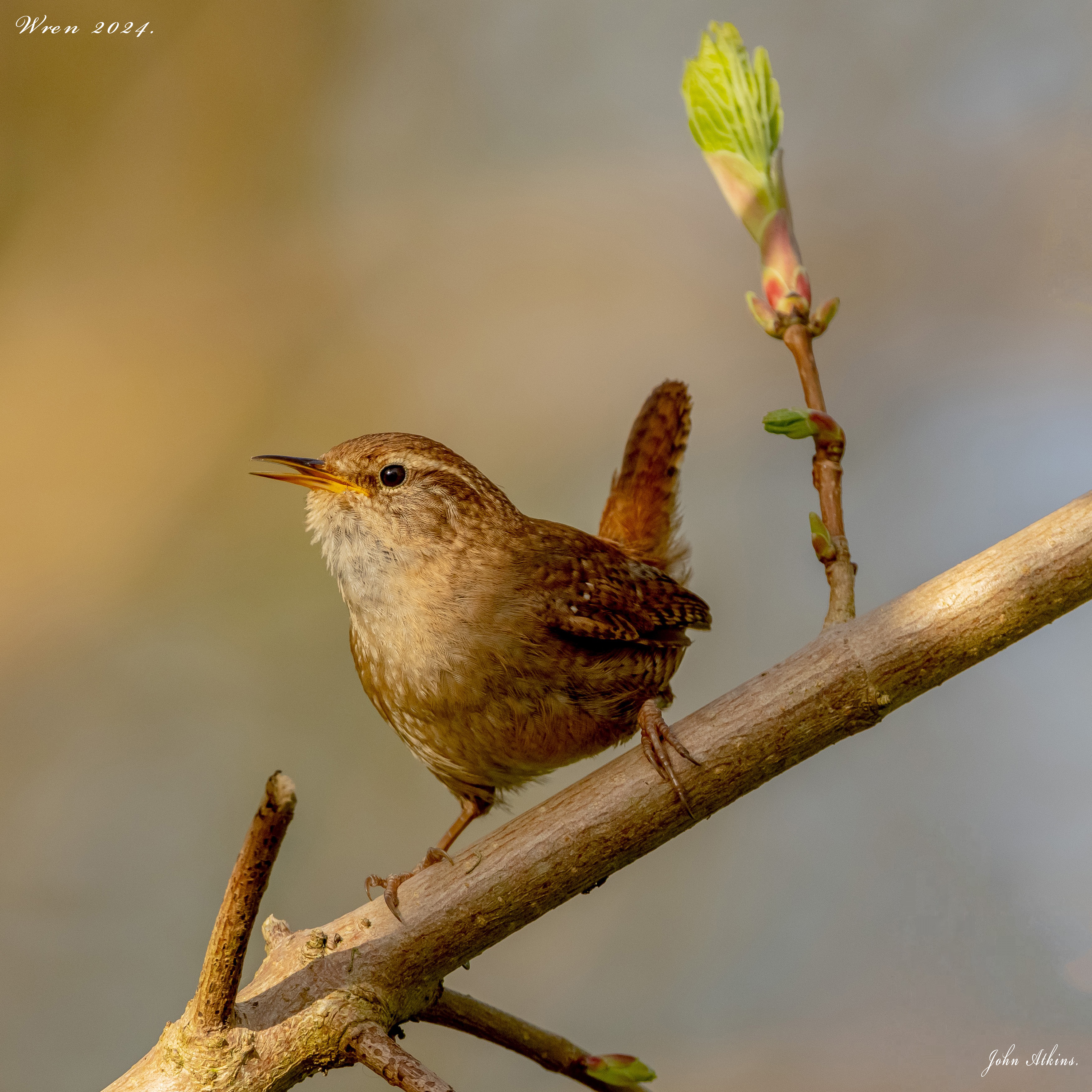 Details : Eurasian Wren - BirdGuides