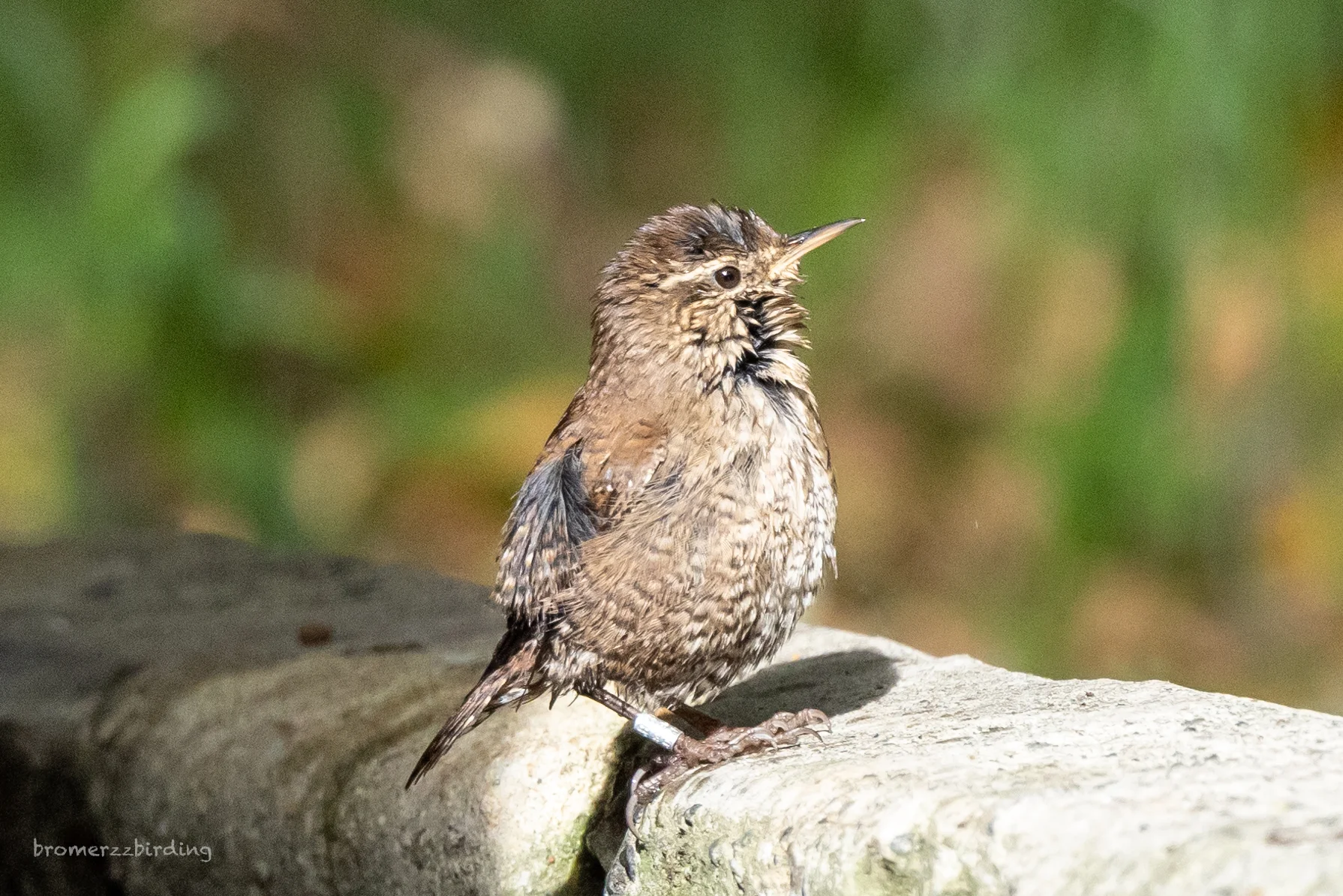 Details : Eurasian Wren - BirdGuides
