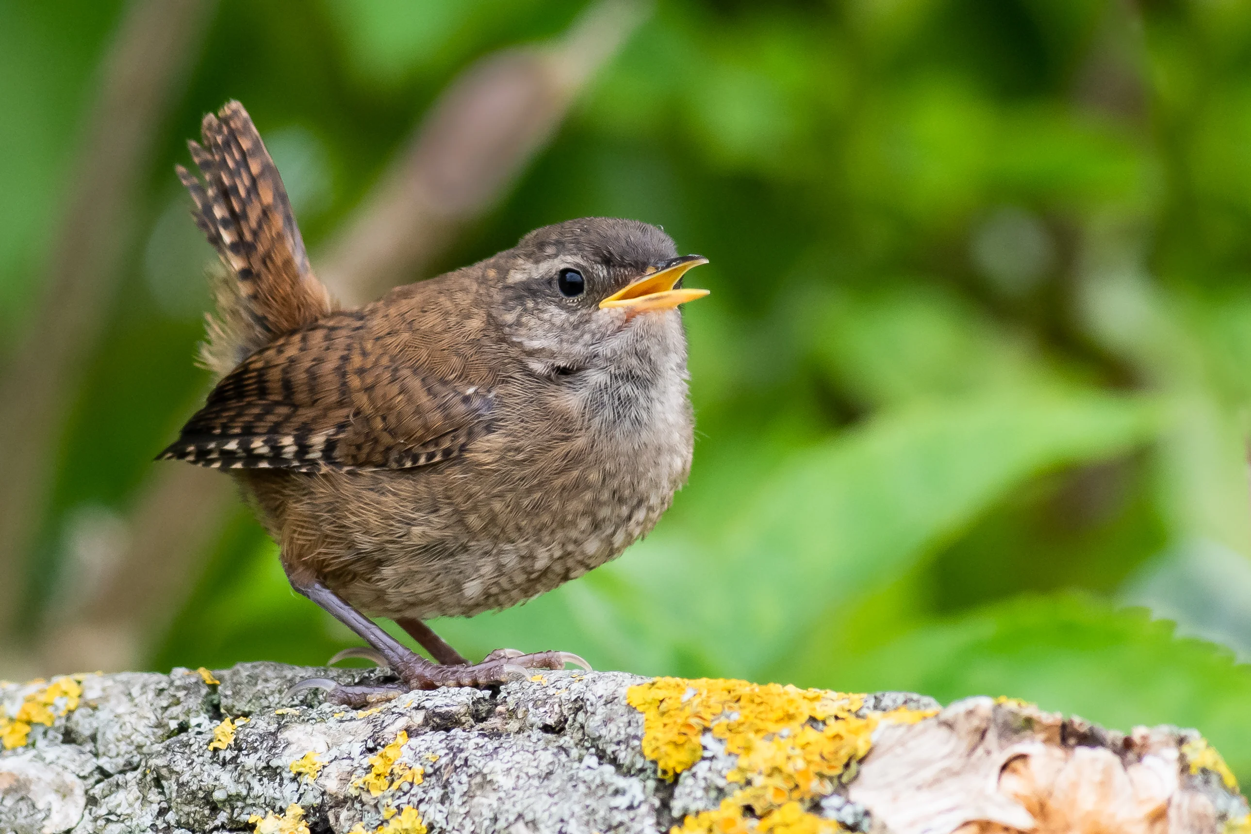 Details : Eurasian Wren - BirdGuides