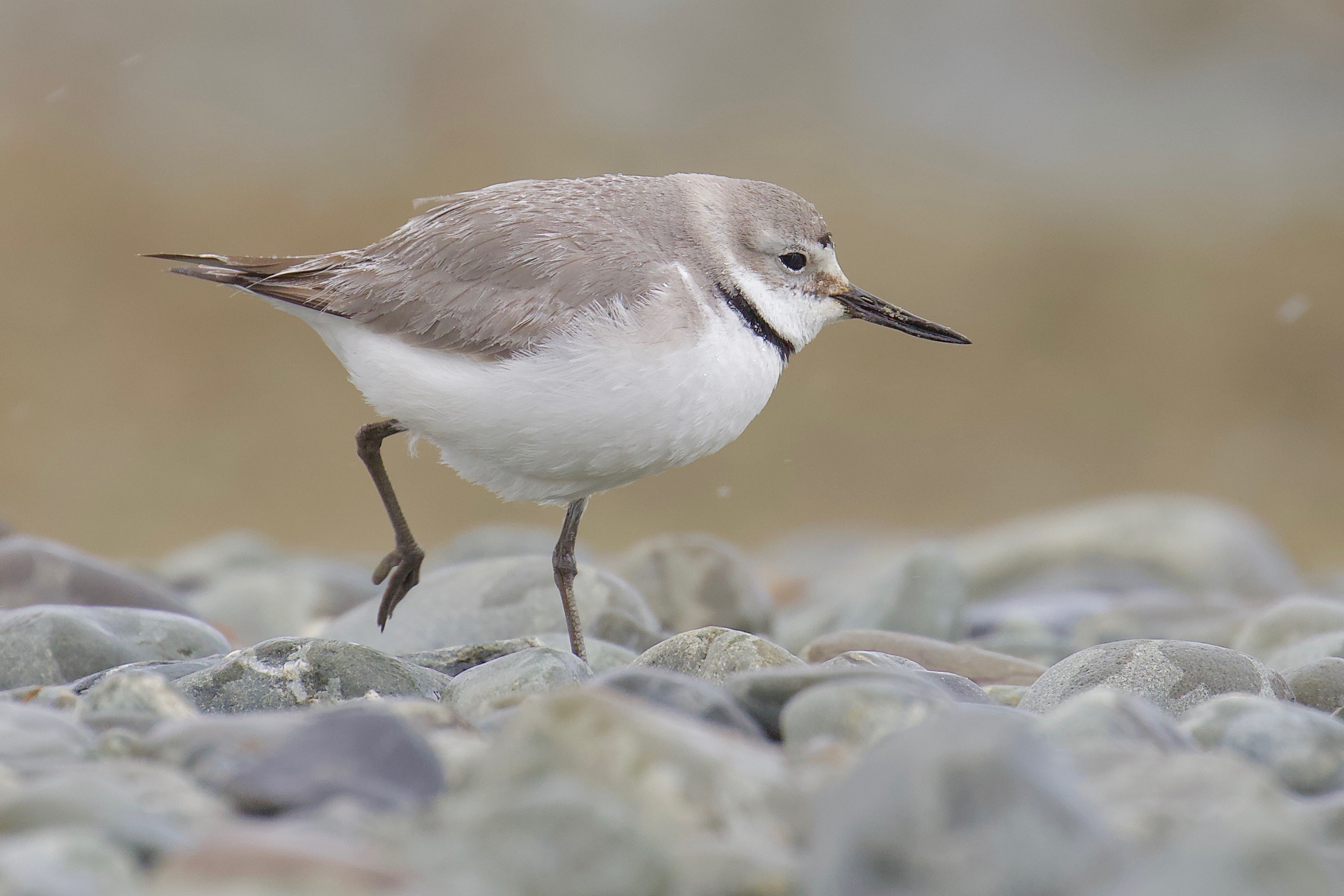 Details : Wrybill - BirdGuides