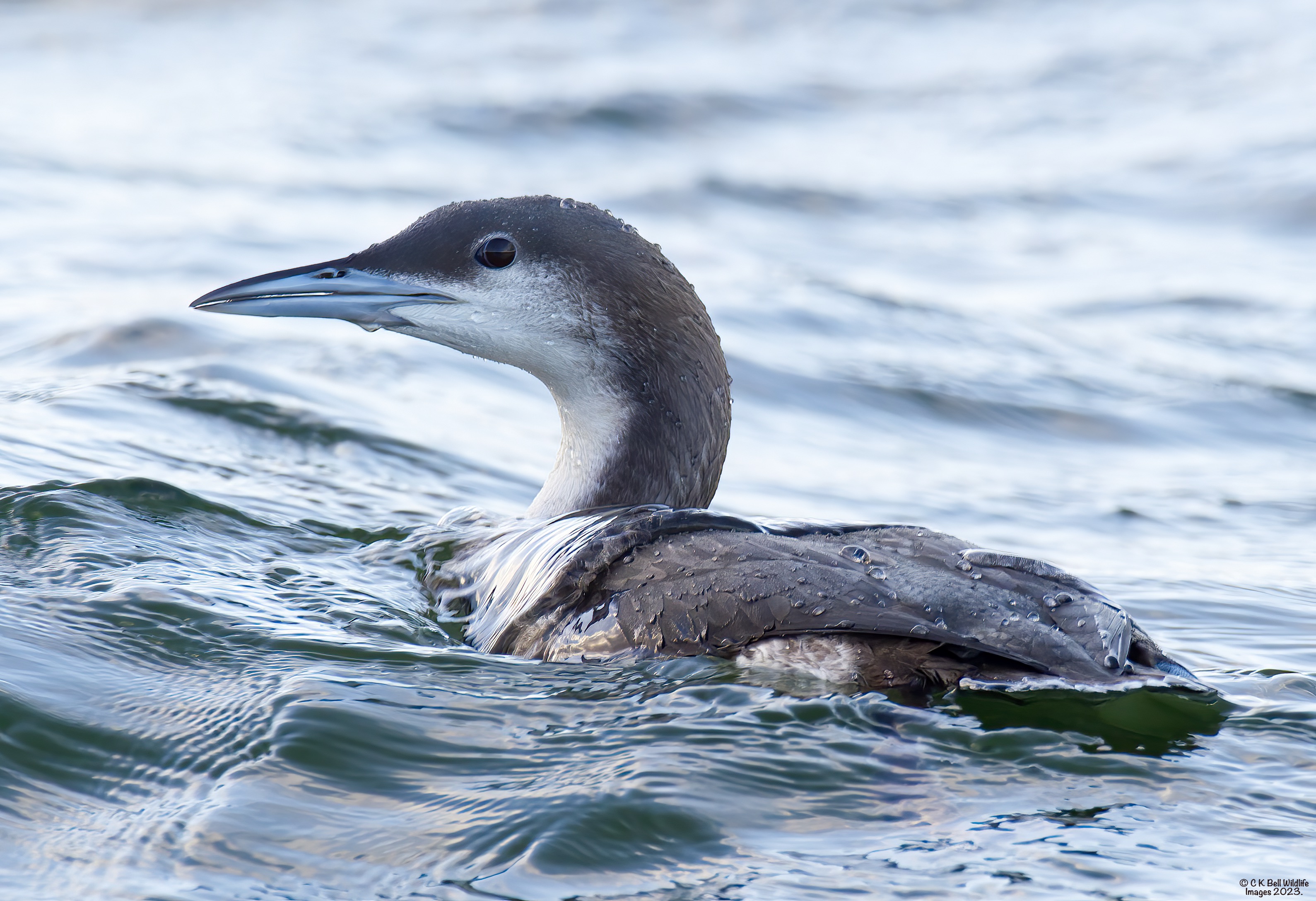 Black-throated Diver by Craig Bell - BirdGuides