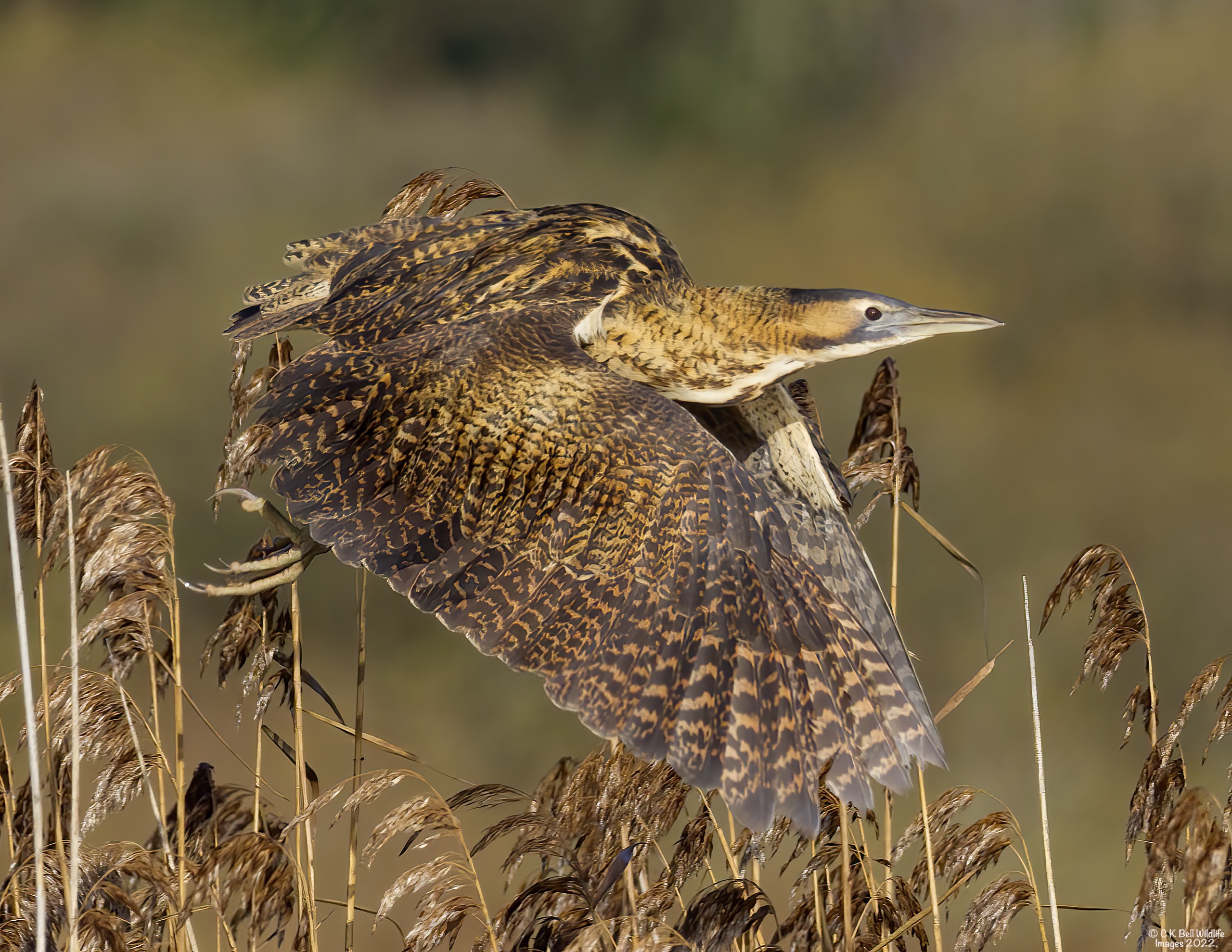 Eurasian Bittern by Craig Bell - BirdGuides