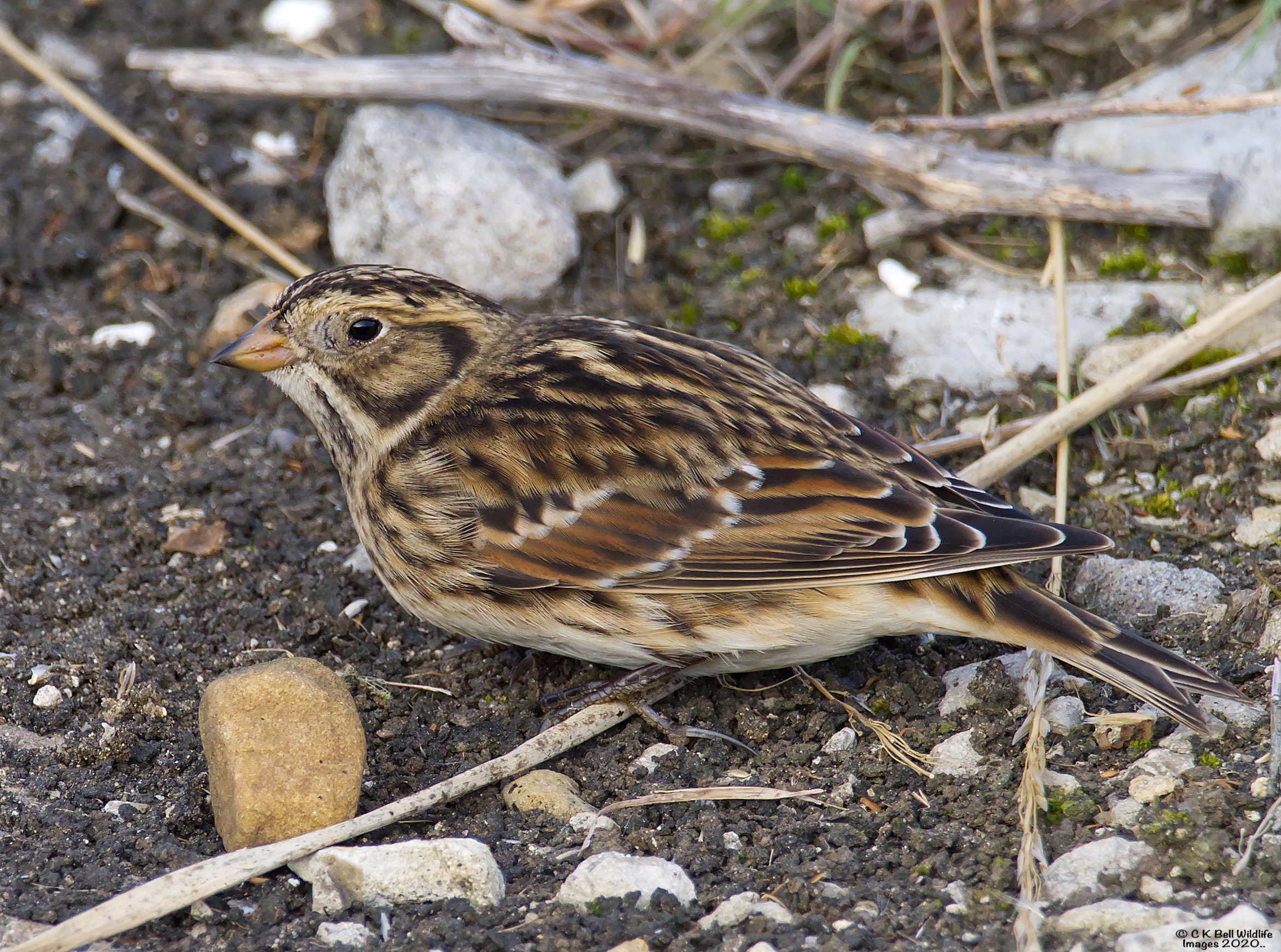 Lapland Bunting by Craig Bell - BirdGuides