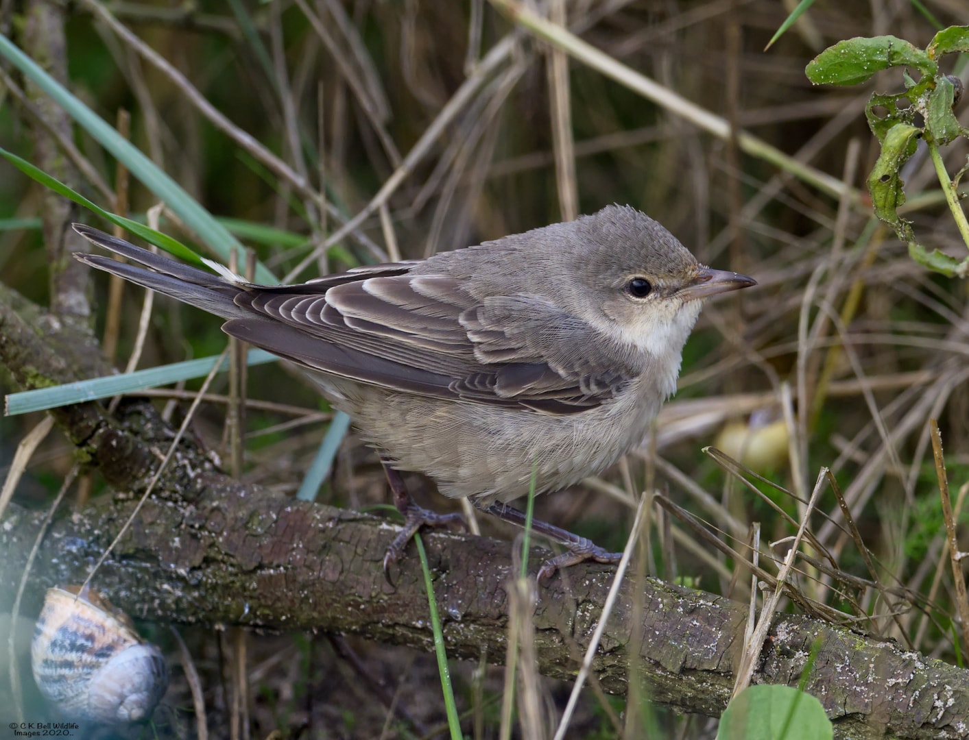 Barred Warbler by Craig Bell - BirdGuides