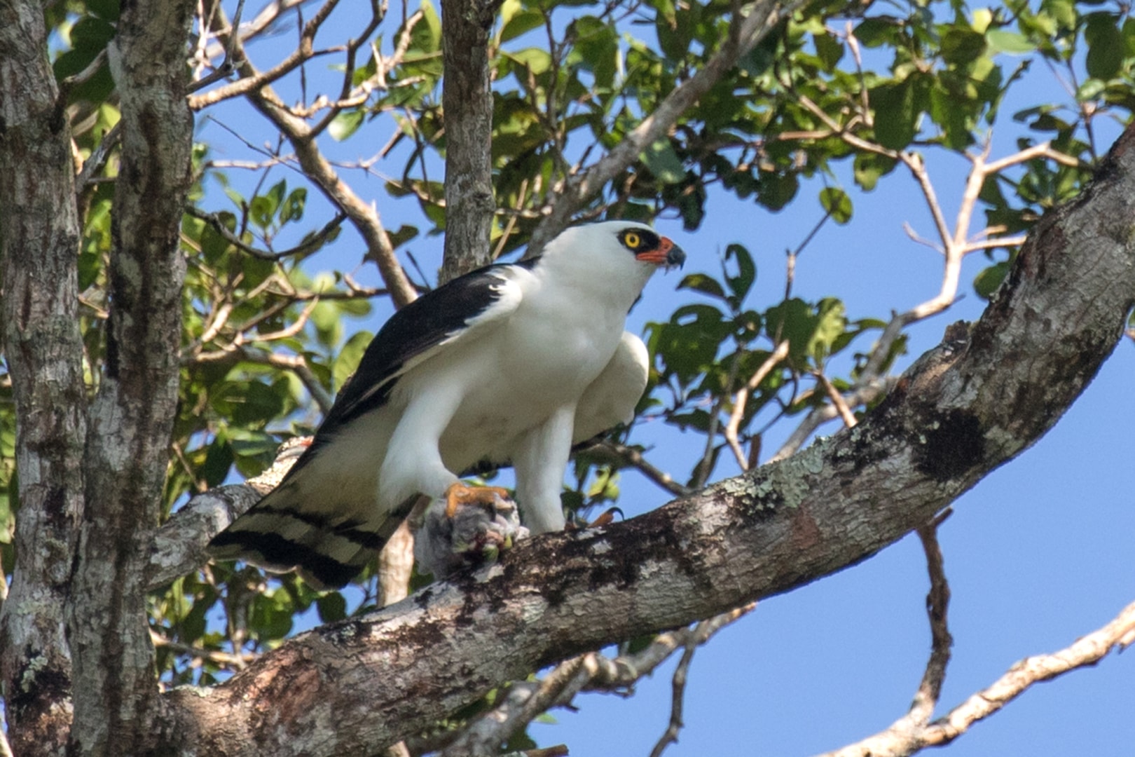 Black-and-white Hawk-Eagle by Peter Dedicoat - BirdGuides