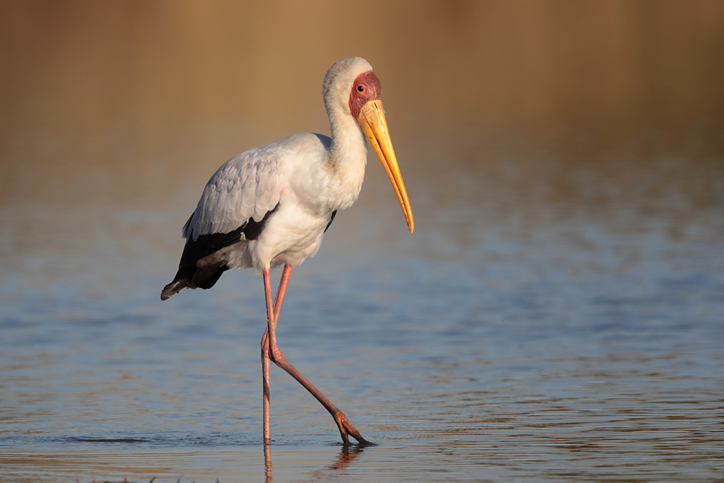 Details : Yellow-billed Stork - BirdGuides