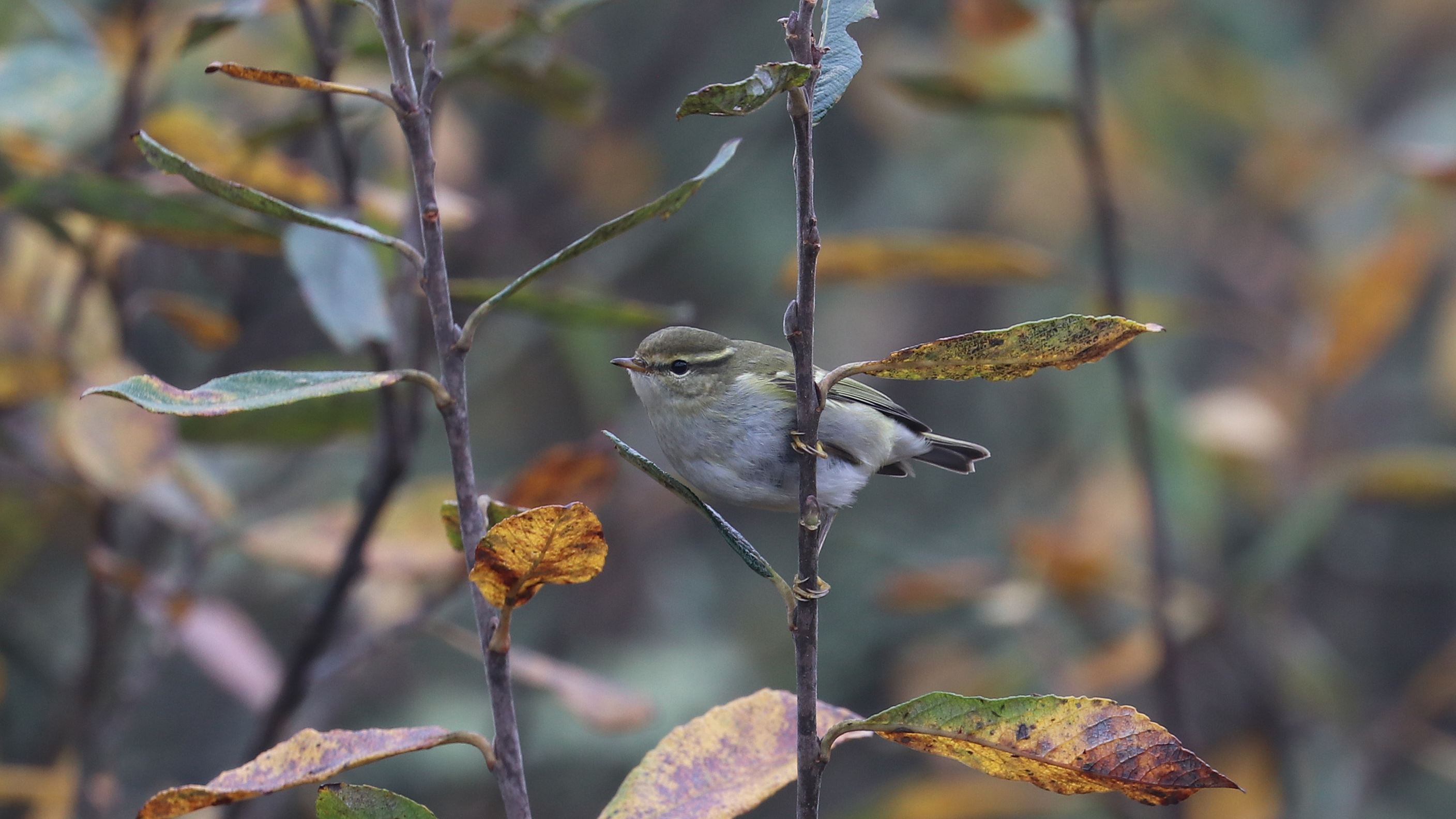 Yellow-browed Warbler by Rik Addison - BirdGuides