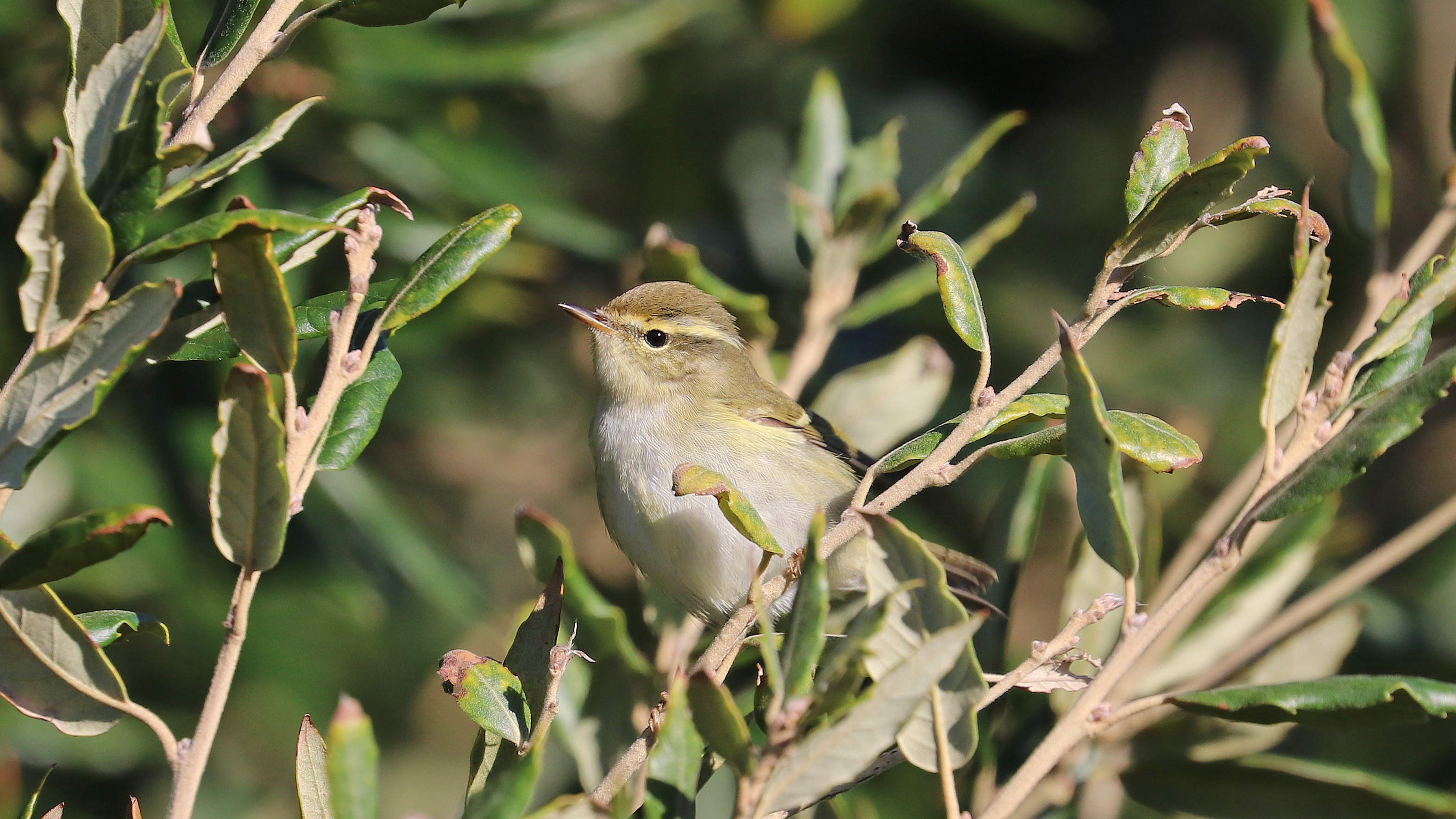 Yellow-browed Warbler by Rik Addison - BirdGuides