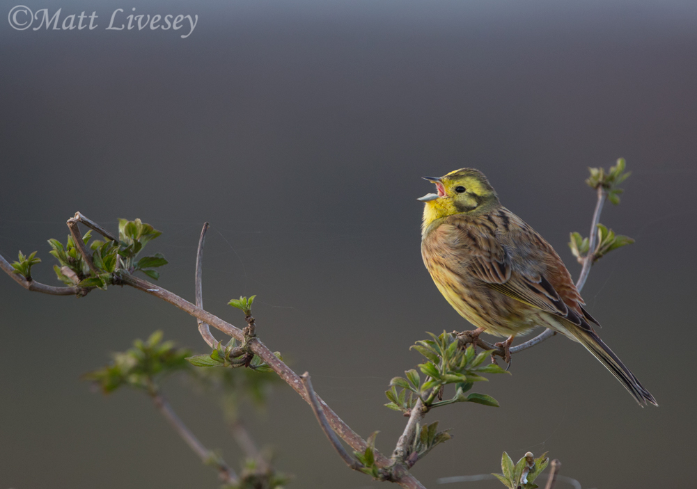 Yellowhammer by Matt Livesey - BirdGuides